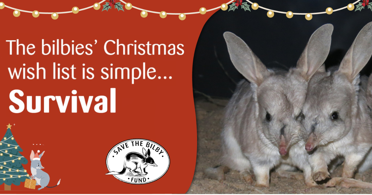 Save the bilbies this Christmas
