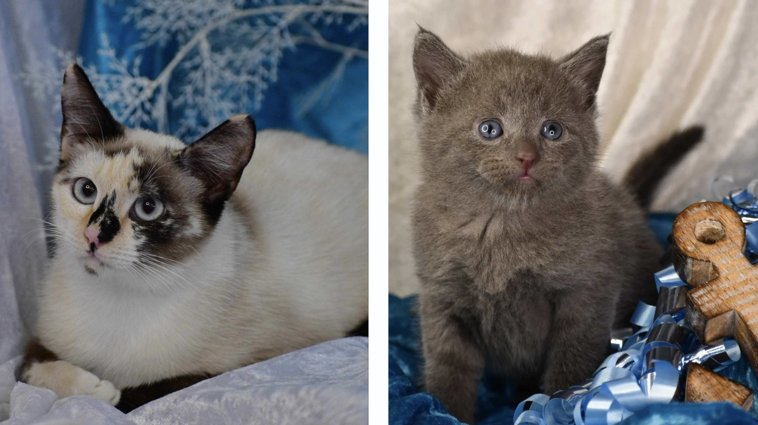 Donate to Soquilichi Rescue Ranch